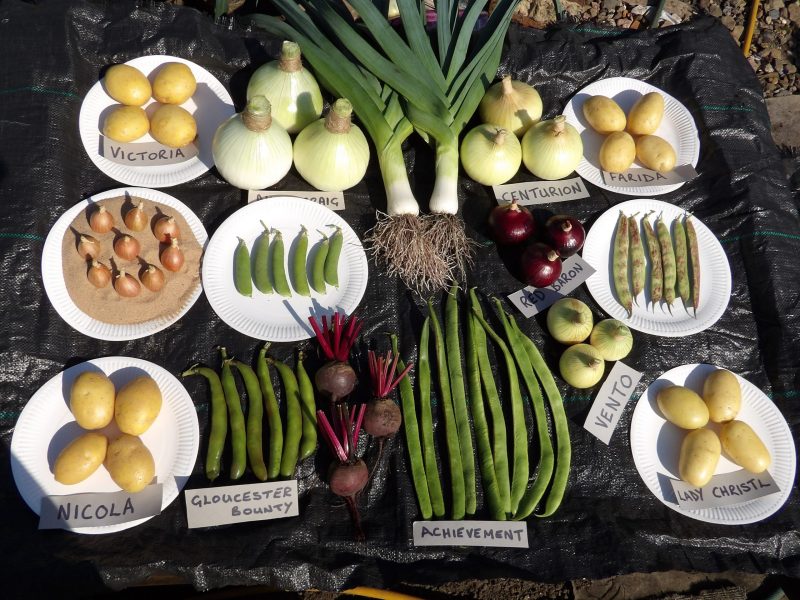 Summer Show – Winners – Bream Gardening Society